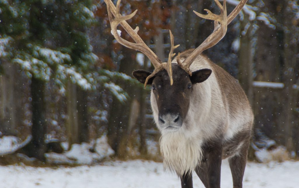 Canada's Endangered Woodland Caribou