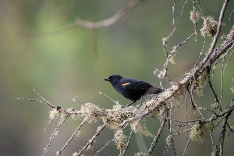 Why Do Birds Sing in the Early Morning?