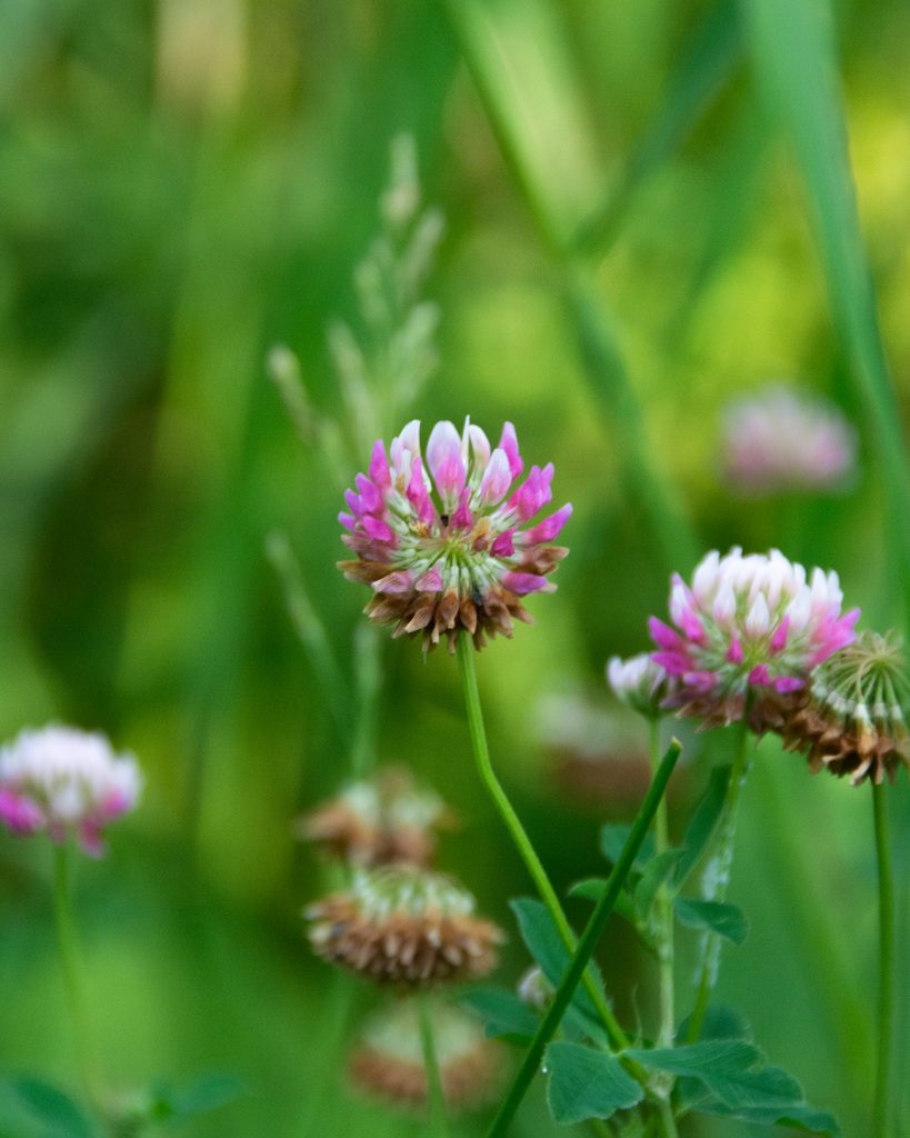 Identifying Clover (Trifolium spp.)