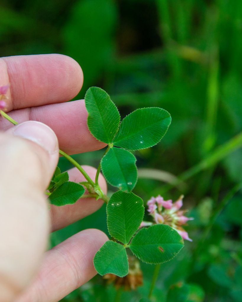 Identifying Clover (Trifolium spp.)