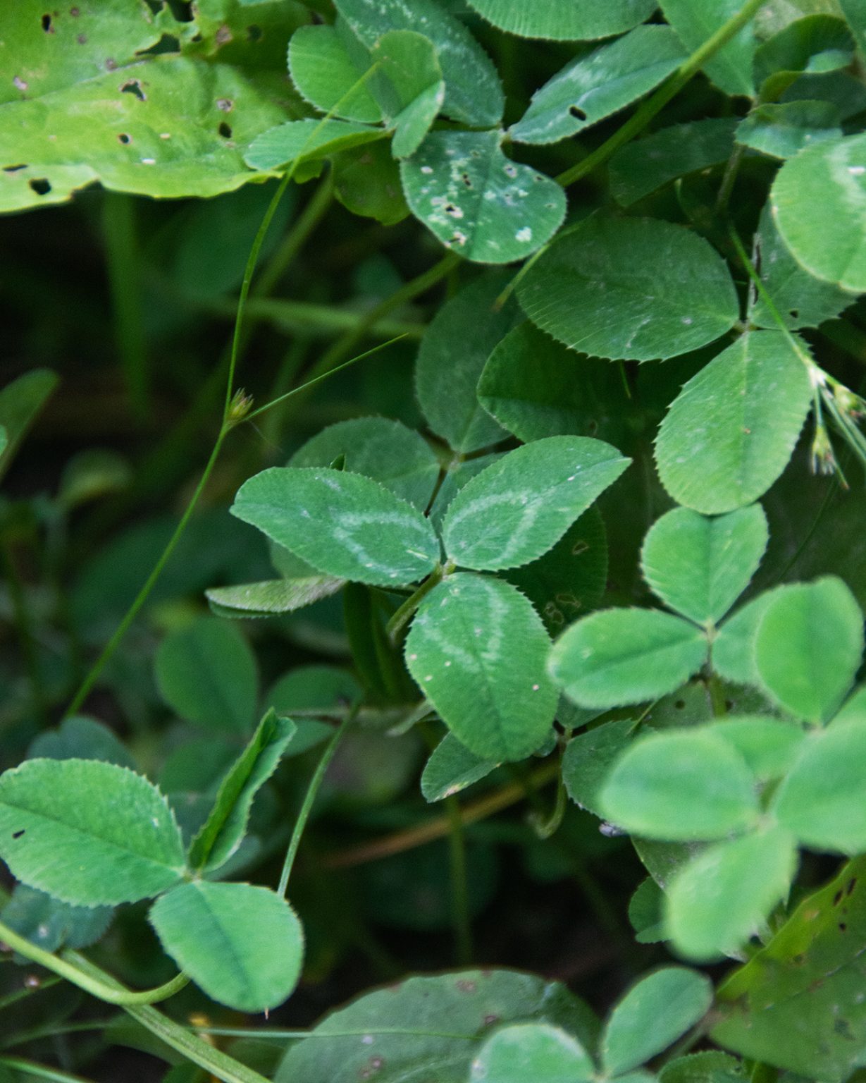 Identifying Clover (Trifolium spp.)