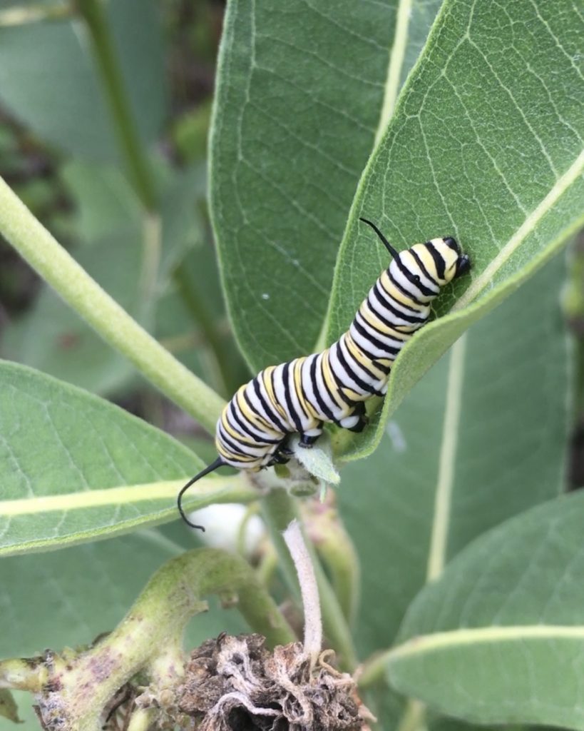 Monarchs: Resilience in the Face of Fragility and Adversity