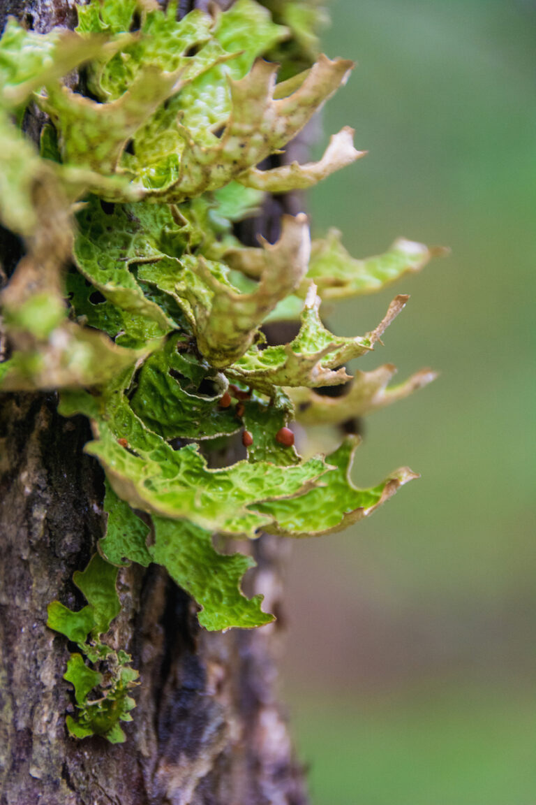 Tree Lungwort (Lobaria pulmonaria)
