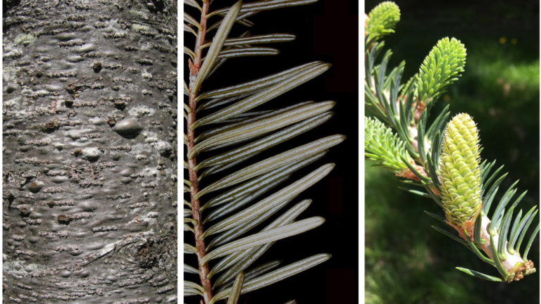 The Balsam Fir: A Guide to Identification and Uses