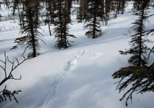A Hidden World Beneath the Snow: Exploring the Subnivean Zone
