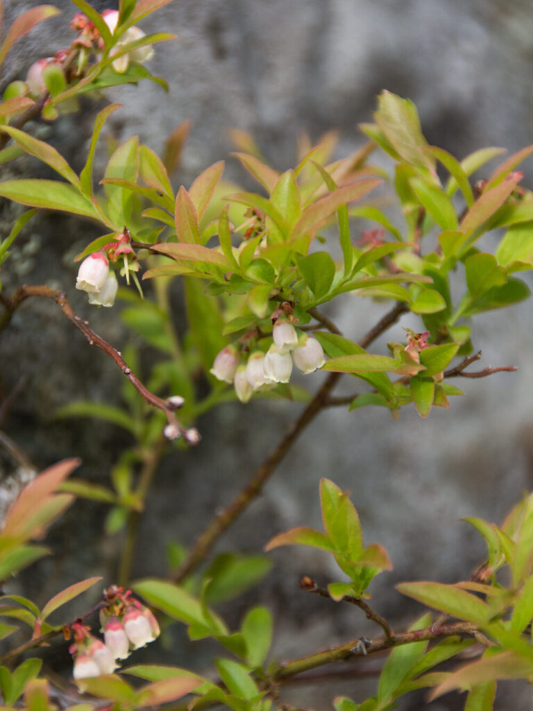 Hiking Pagan Point and Caughey-Taylor Nature Preserves