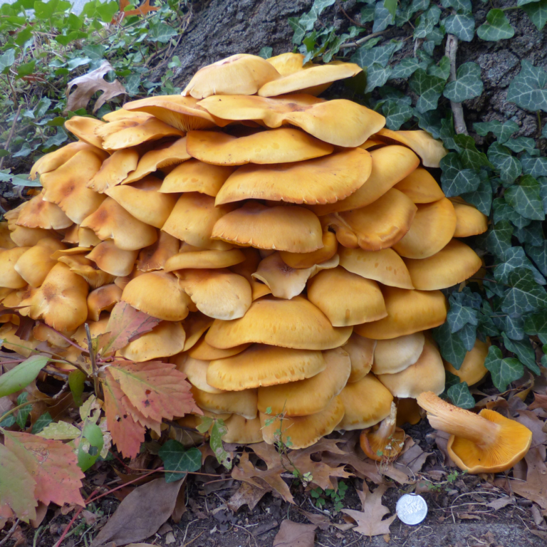 Witches' Butter to Dead Man's Fingers: A Spooky Fungi Guide
