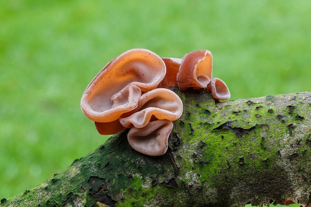 Witches' Butter to Dead Man's Fingers: A Spooky Fungi Guide