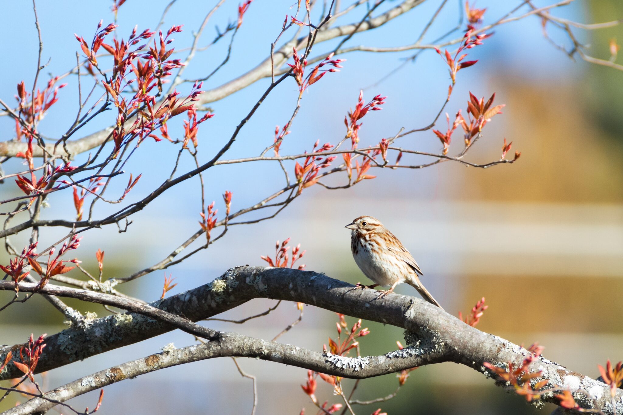Why Do Birds Sing in the Early Morning?